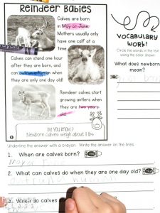 Reindeer Activities | Nonfiction Unit About Reindeer and a FREEBIE!