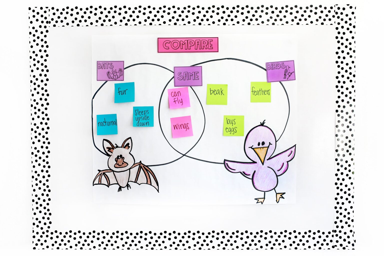 Stellaluna Read-Aloud - Mrs. Jump's Class